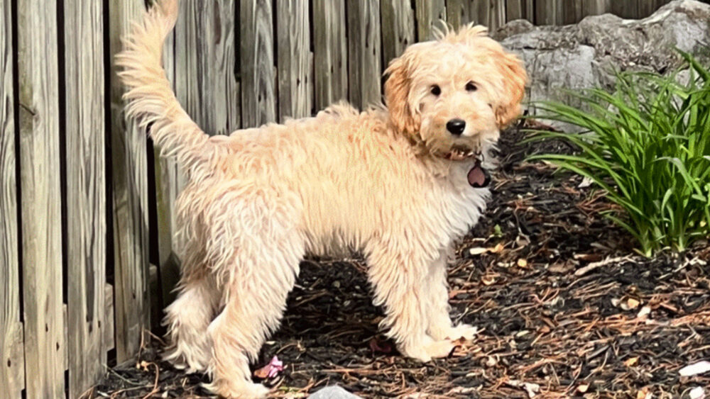 Mini Goldencavadoodle Available Puppies - Stony Meadows, LLC