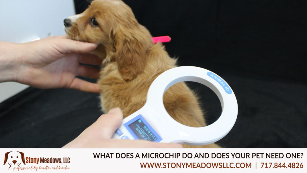 What Is a Microchip and Does Your Pet Need One? - Stony Meadows, LLC