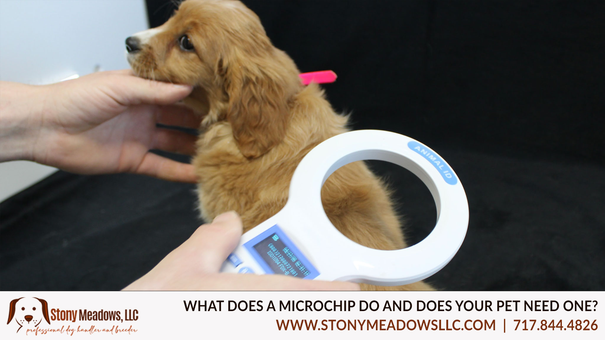 What Is a Microchip and Does Your Pet Need One? - Stony Meadows, LLC