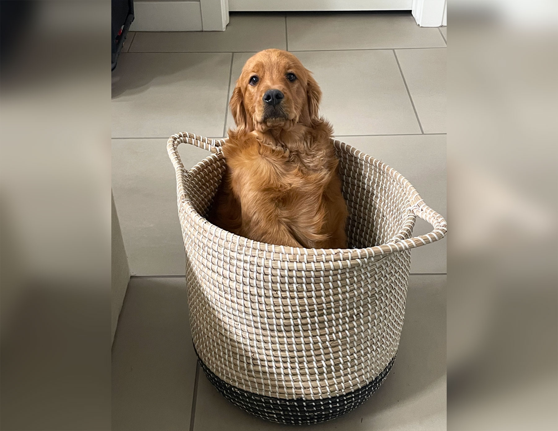 Dear Ivan, Am I Really a Mini Golden Retriever? - Stony Meadows, LLC